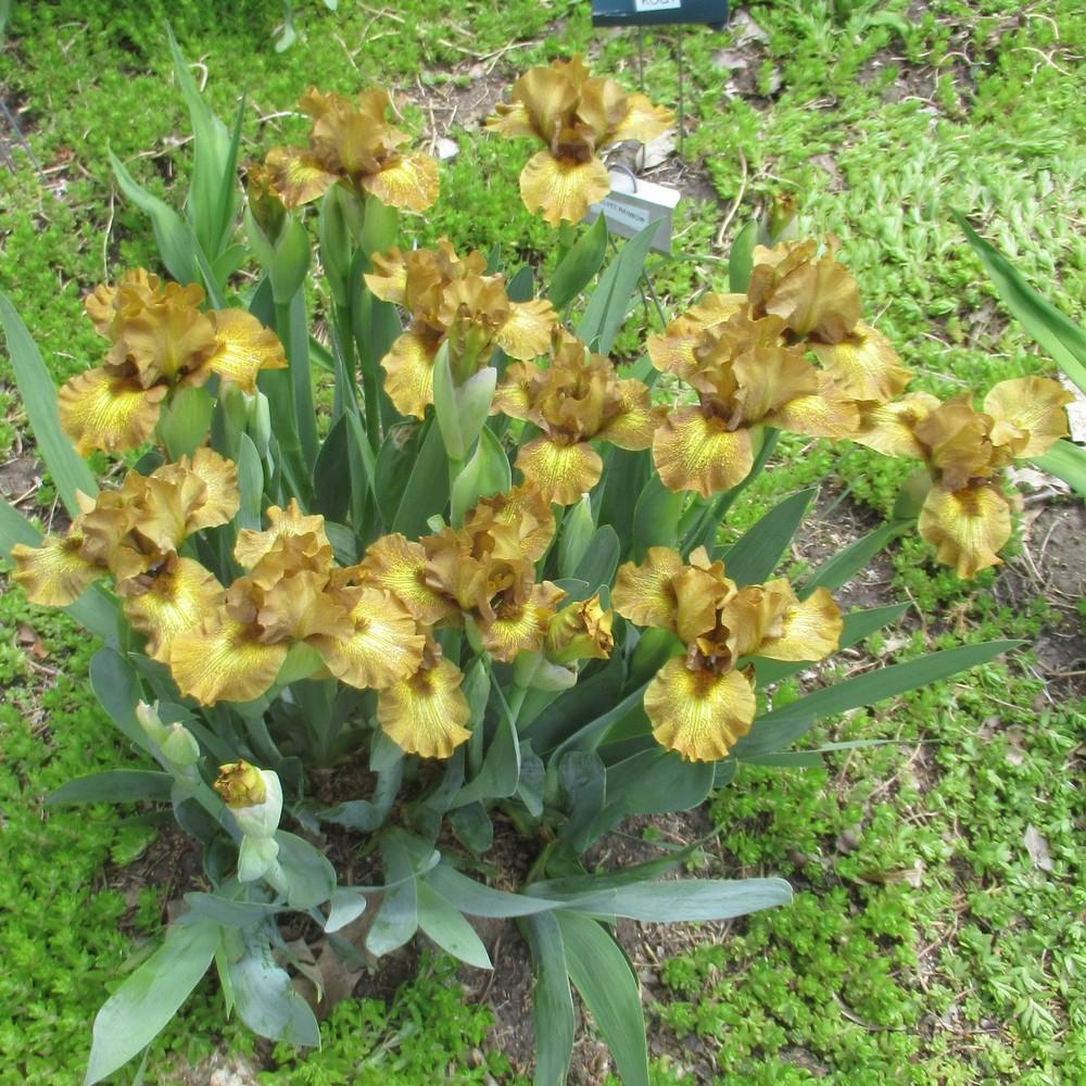 Standard Dwarf Bearded Iris (Iris 'Snickers') in the Irises Database ...