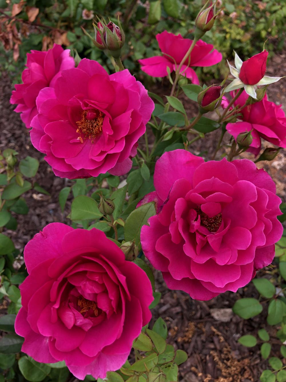 Photo of the bloom of Rose (Rosa 'Wise Portia') posted by AnnKNCalif ...