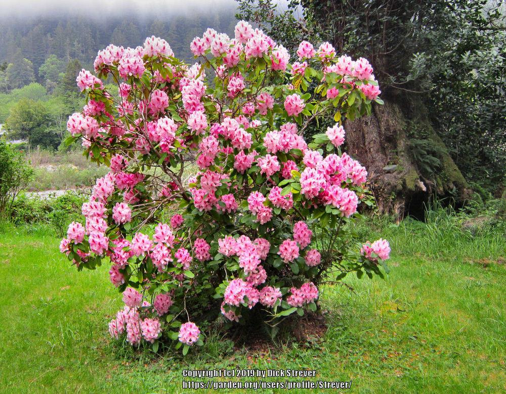 Rhododendrons: Plant Care and Collection of Varieties - Garden.org