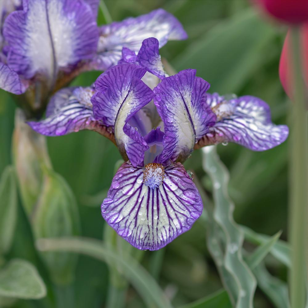 Miniature Dwarf Bearded Iris (Iris 'Flea Circus') in the Irises ...
