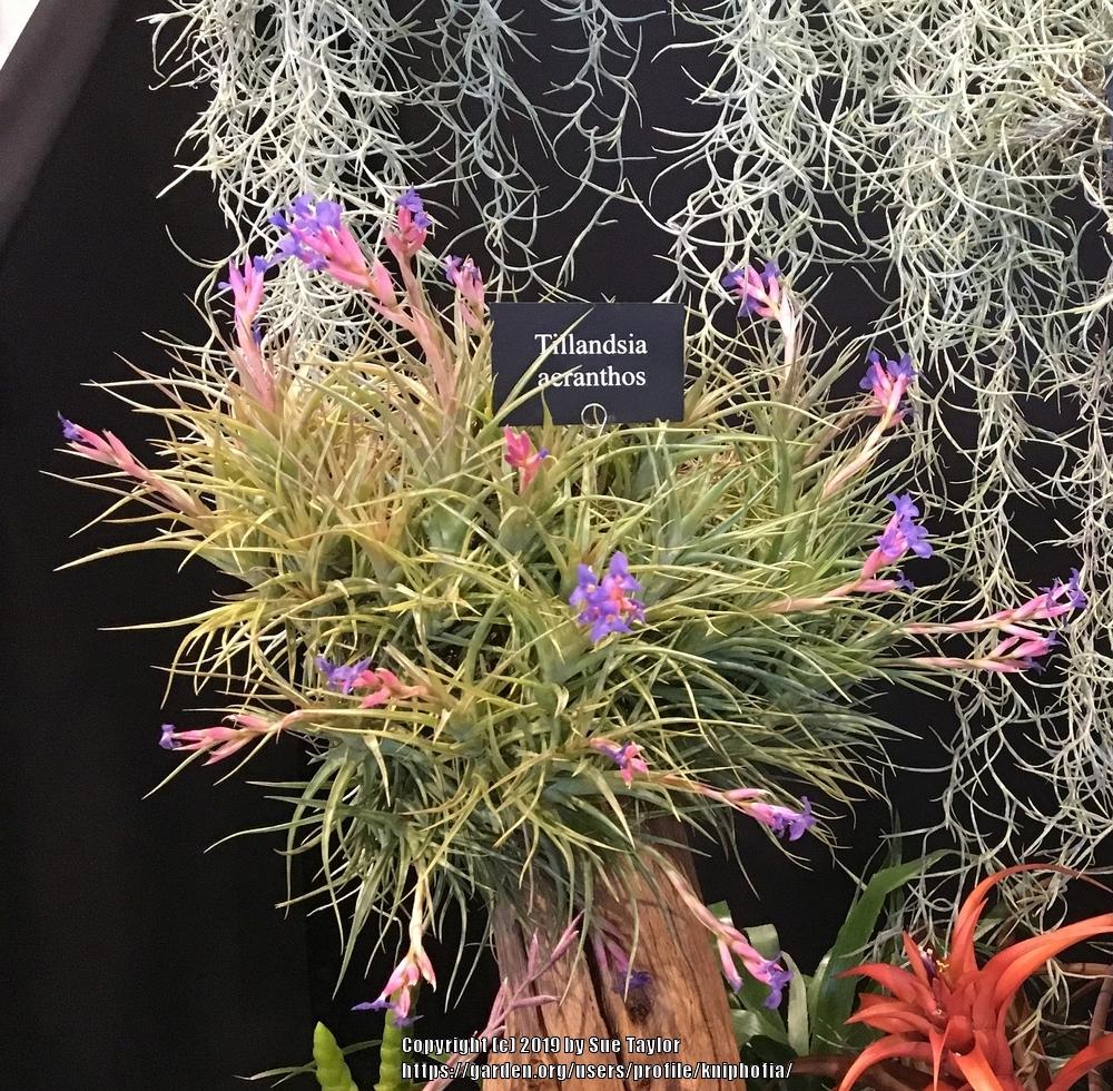 Photo of the entire plant of Carnations of the Air (Tillandsia ...
