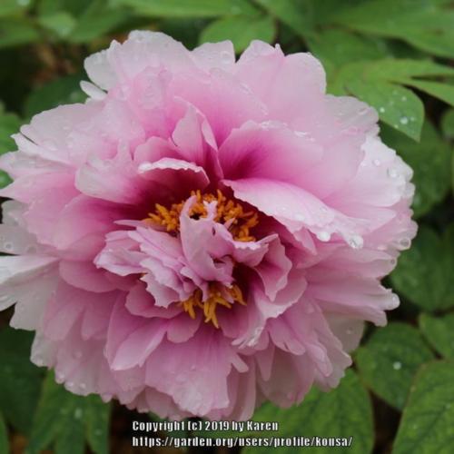 Tree Peony (Paeonia x suffruticosa 'Duchesse de Morny') in the Peonies ...