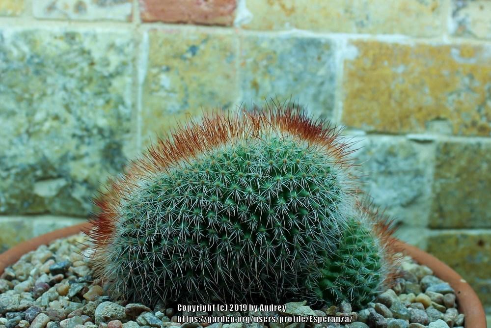 Monstrose, Cristata, Crested, and other fun mutations in the Cactus and ...