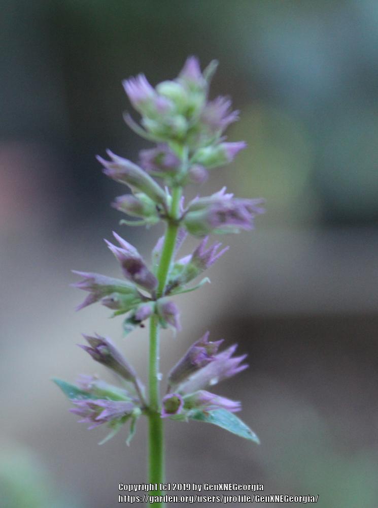 Hyssop (Agastache 'Arcado Pink') in the Anise Hyssops Database - Garden.org