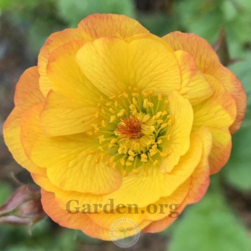 Avens (Geum 'Mango Lassi') - Garden.org