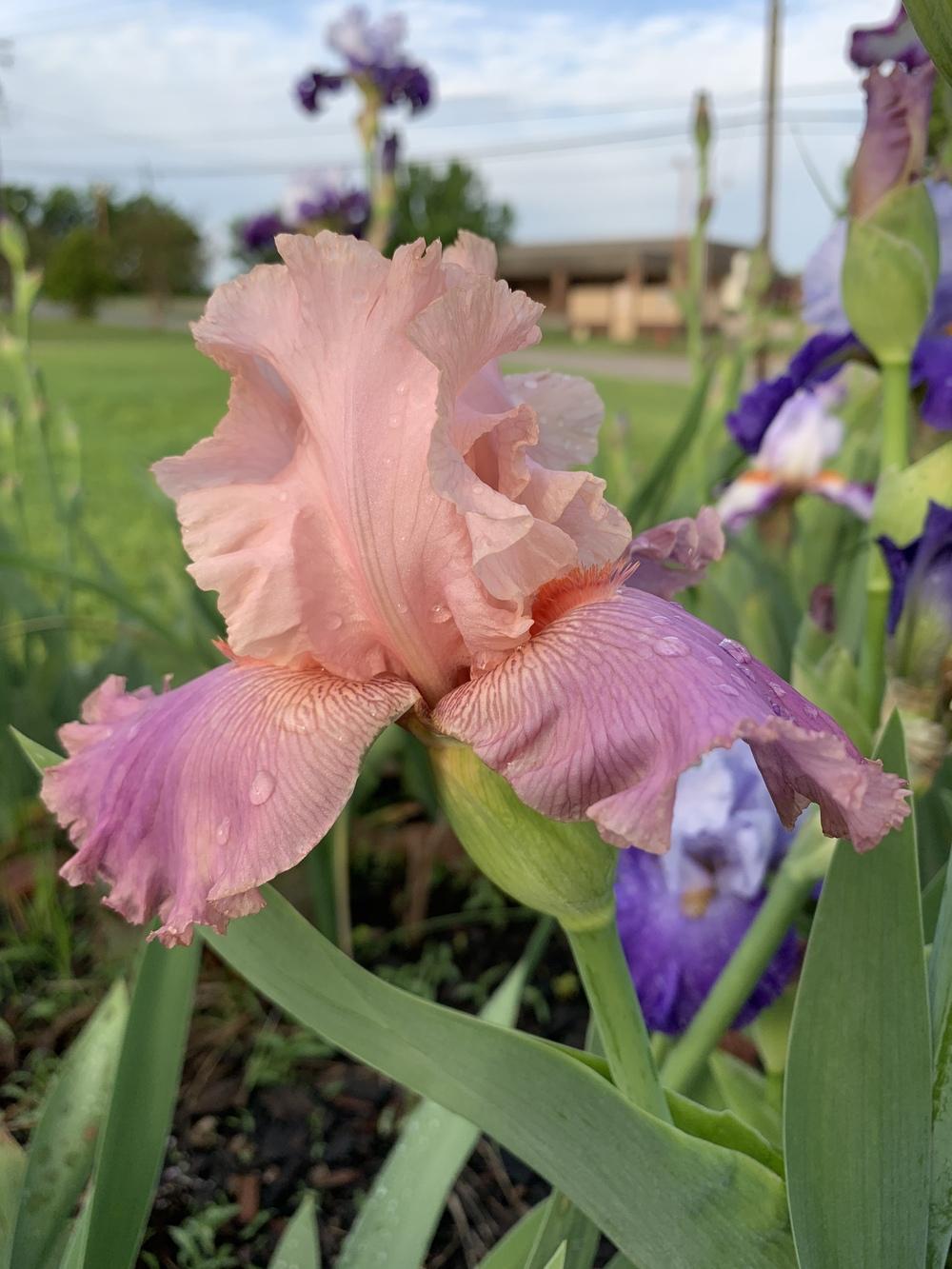 Photo of the bloom of Tall Bearded Iris (Iris 'Bellini') posted by Winklemanmr - Garden.org