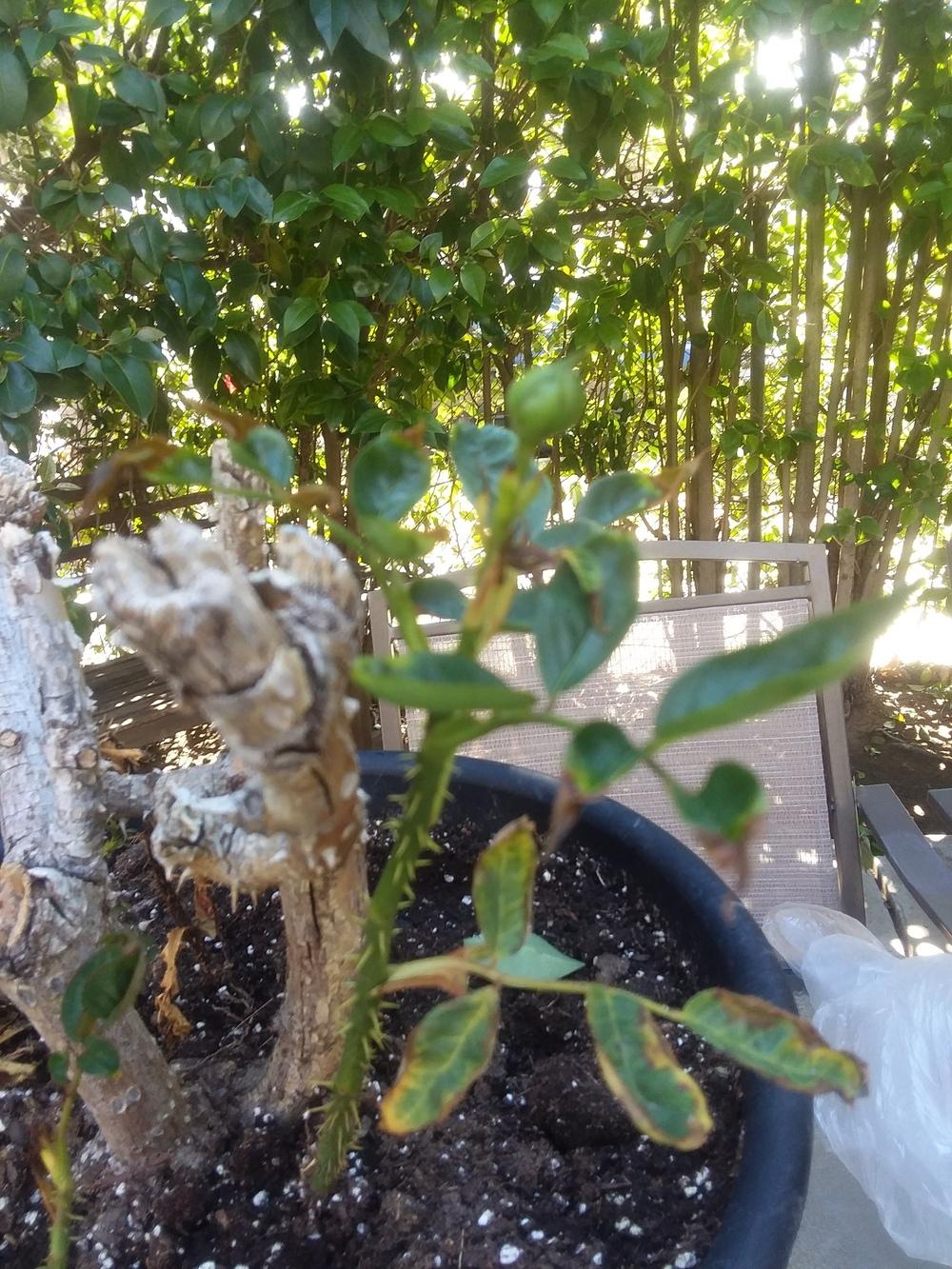 Transplant Rose Canker/Fungus or....? in the Roses forum - Garden.org