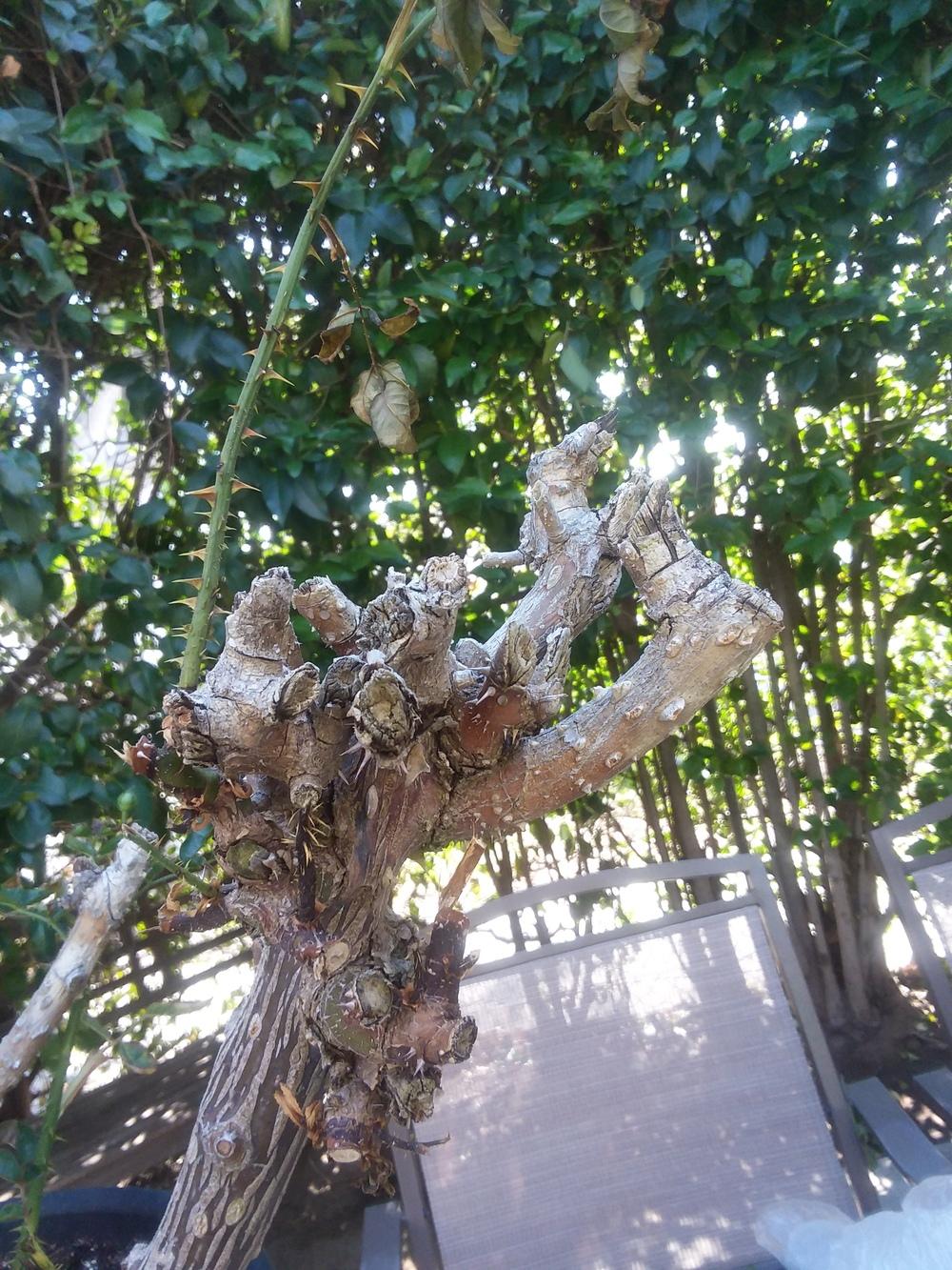 Transplant Rose Canker/Fungus or....? in the Roses forum - Garden.org