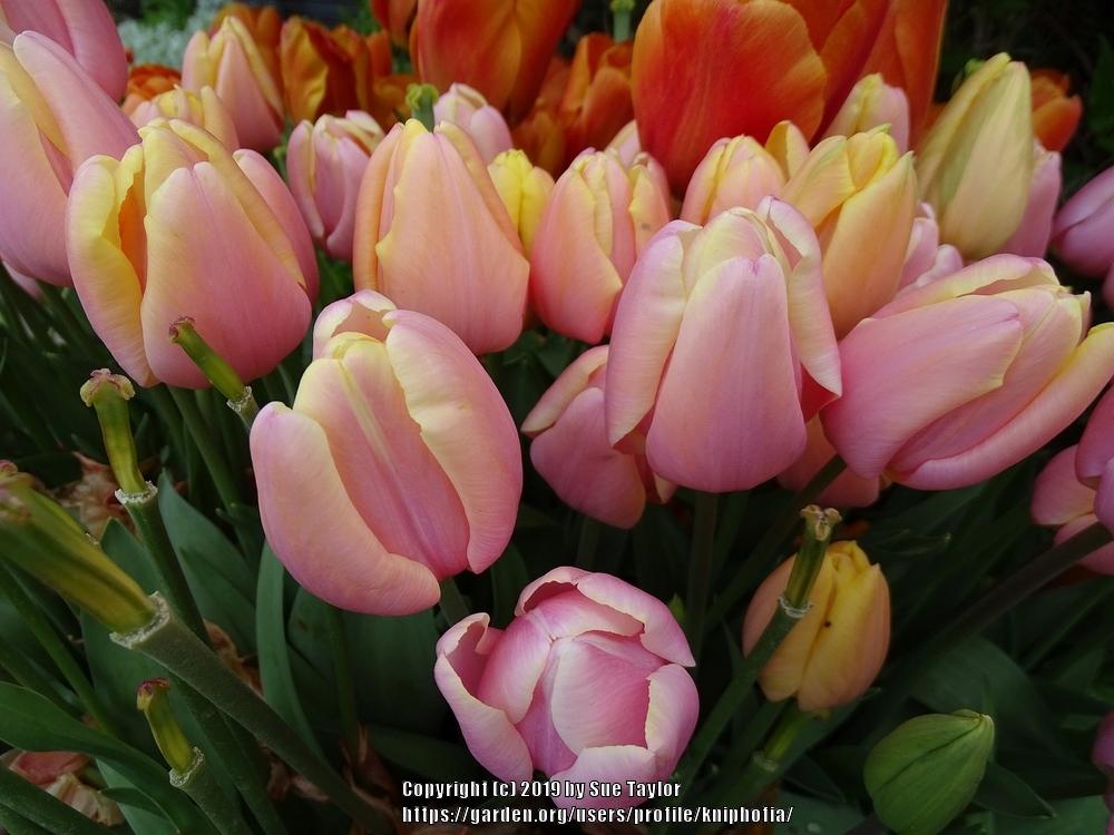 Photo of the bloom of Triumph Tulip (Tulipa 'Mango Charm') posted by kniphofia - Garden.org