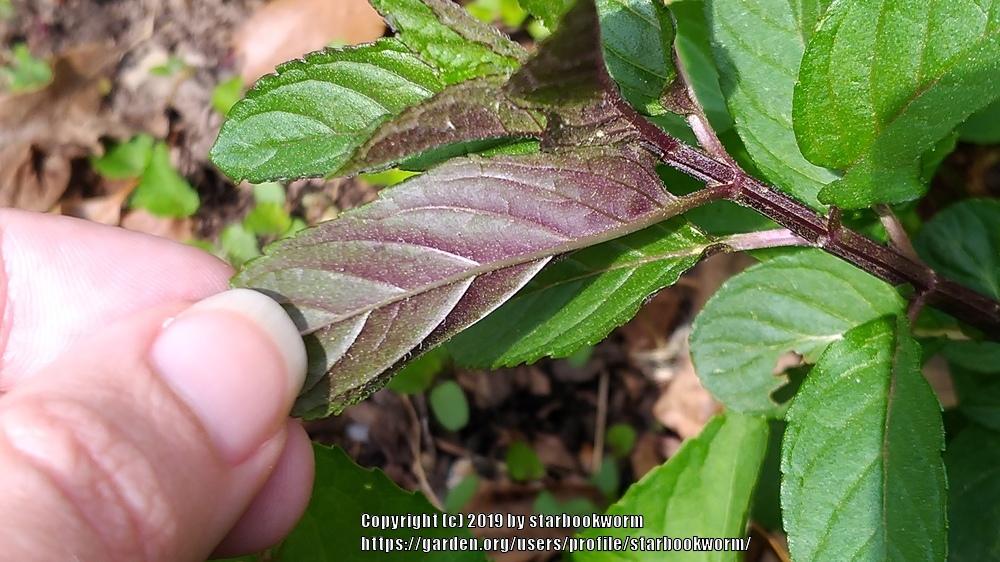 What's wrong with my spearmint? in the Ask a Question forum - Garden.org