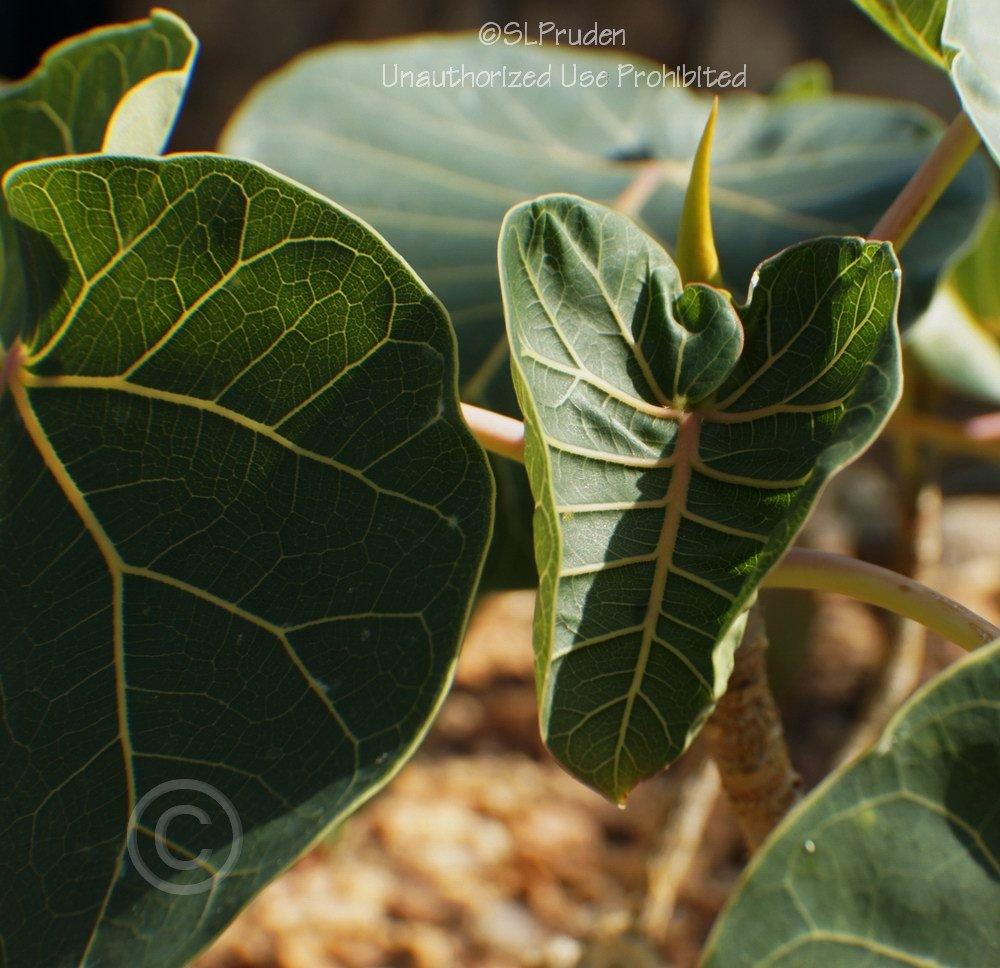 Photo of the leaves of Rock Fig (Ficus petiolaris) posted by DaylilySLP ...