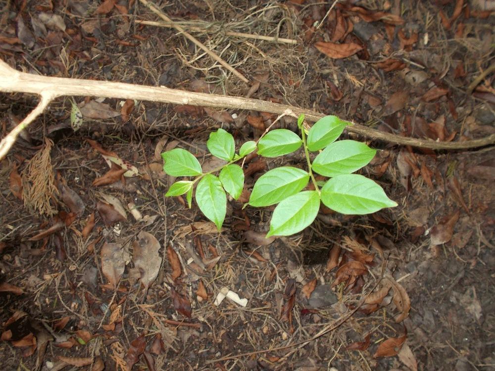 Unknown Tree identification #2 in the Plant ID forum - Garden.org
