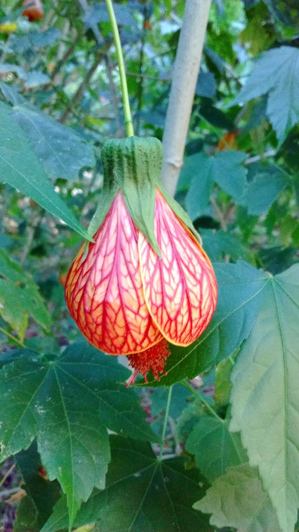 Abutilons: Plant Care and Collection of Varieties - Garden.org