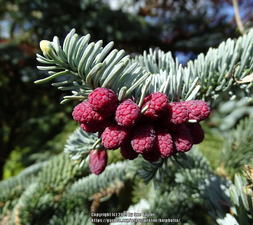Noble Fir (Abies procera 'Glauca') - Garden.org