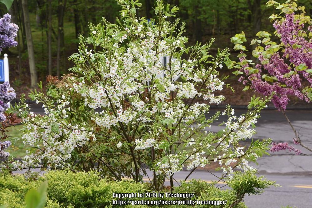 Photo of the entire plant of Yellowhorn (Xanthoceras sorbifolium ...