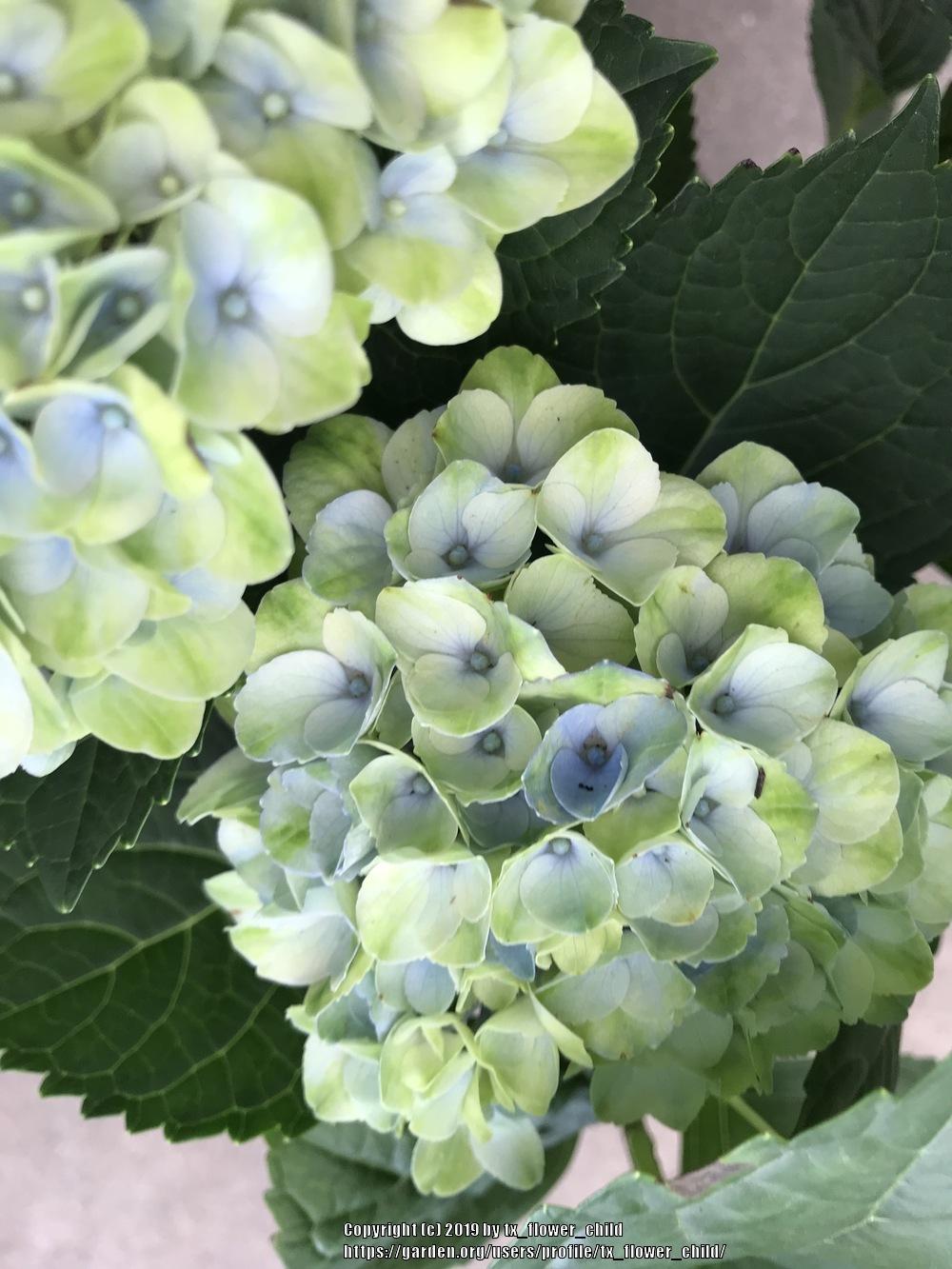 Mophead Hydrangea (Hydrangea macrophylla Magical® Revolution) in the ...