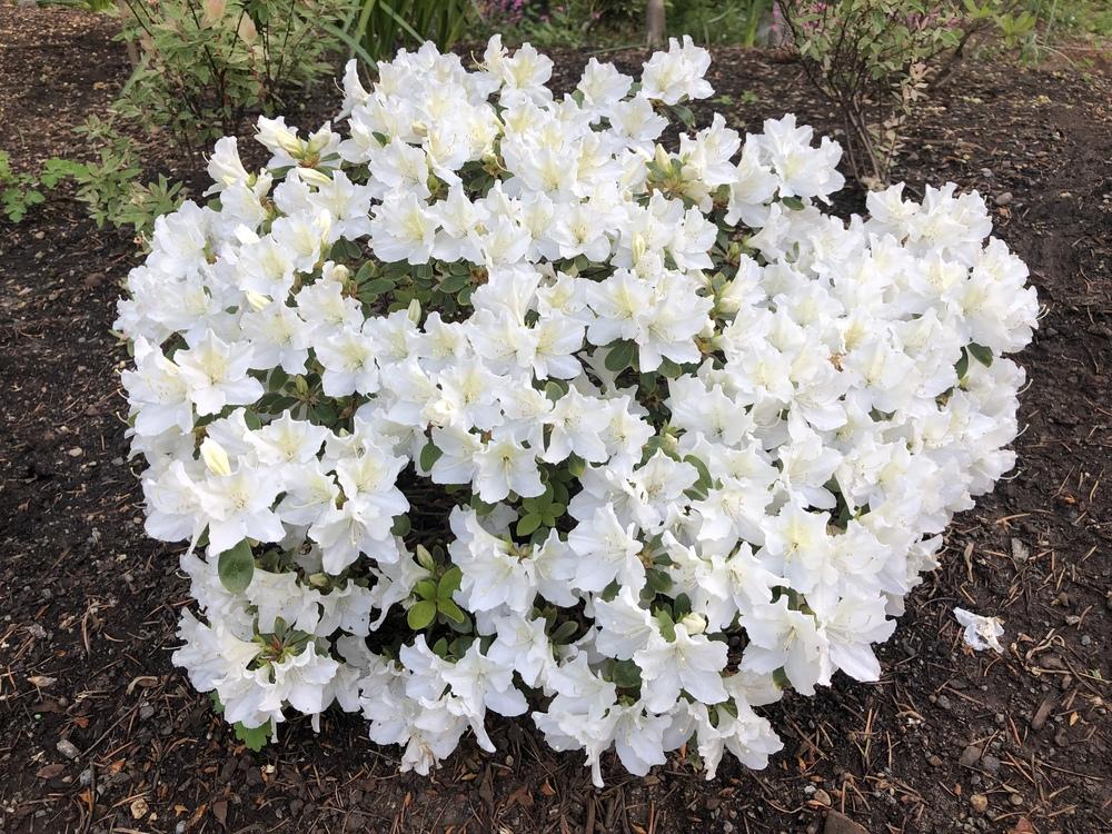 Japanese Azalea (Rhododendron 'Hino White Dwarf') in the Rhododendrons ...
