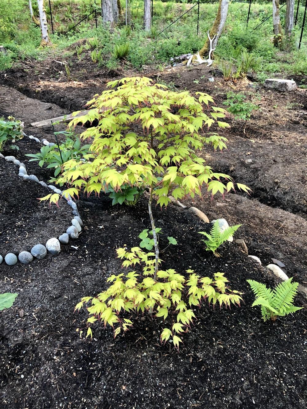 Photo of the entire plant of Japanese Maple (Acer palmatum var. amoenum ...