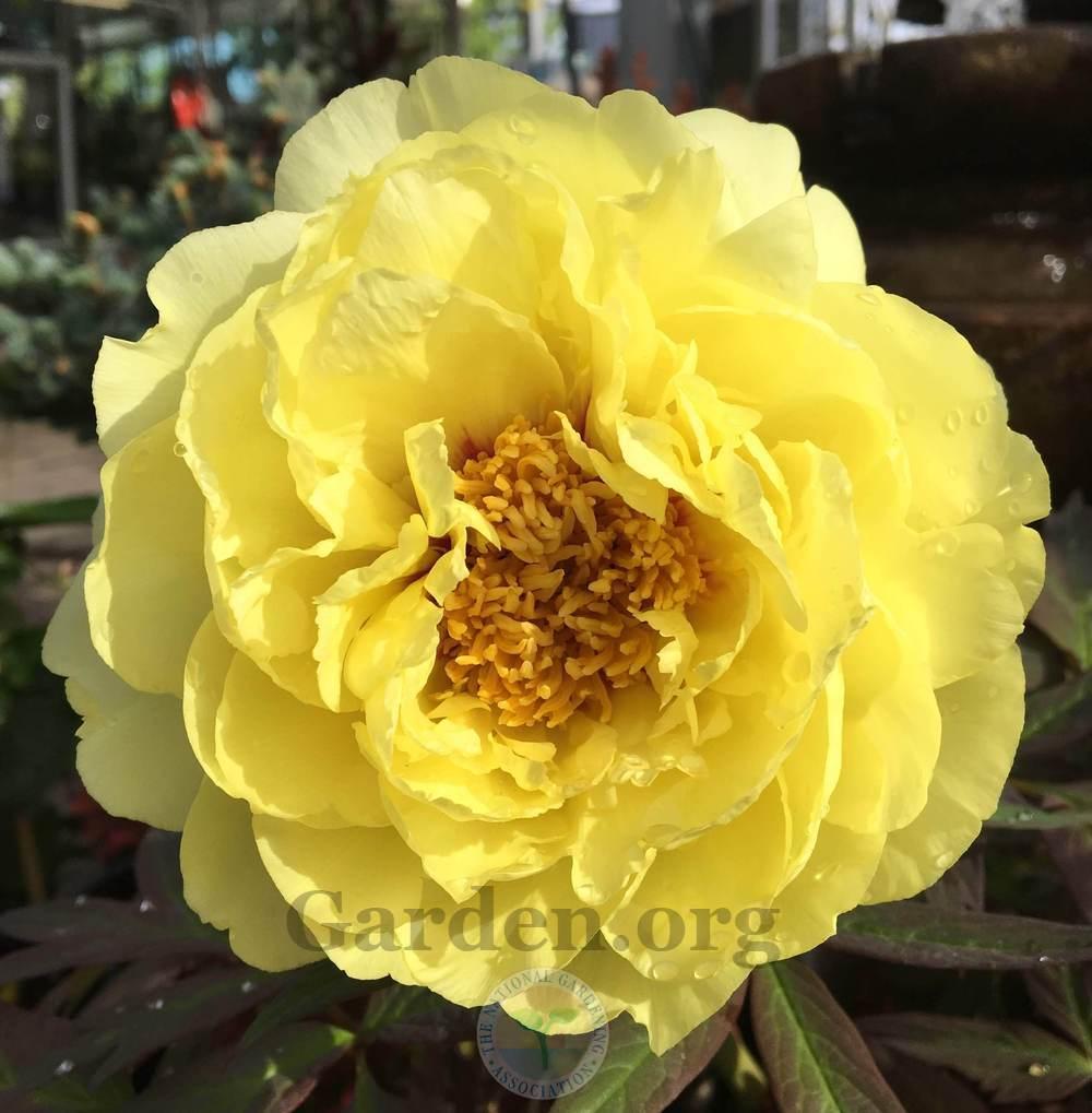 Lutea Hybrid Tree Peony (Paeonia 'High Noon') in the Peonies Database ...