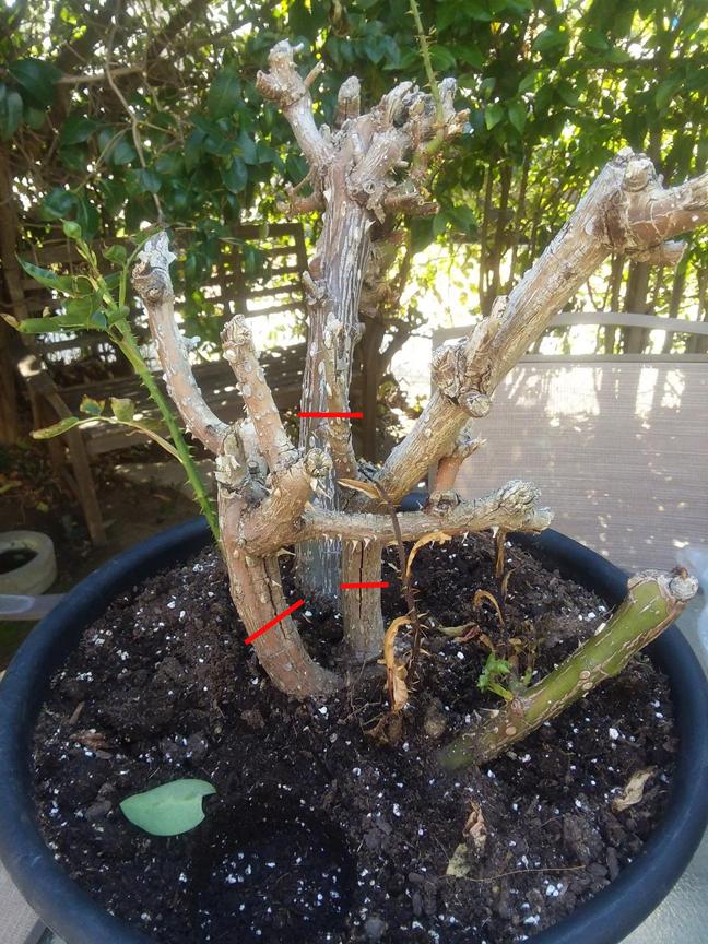 Transplant Rose Canker/Fungus or....? in the Roses forum - Garden.org