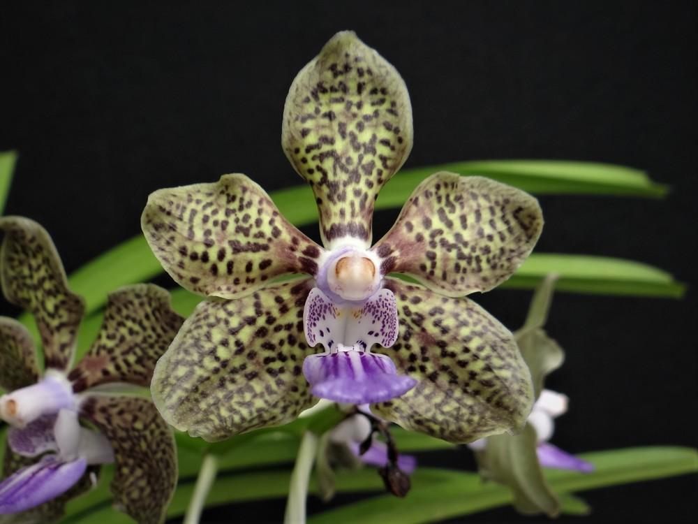 Orchid (Papilionanda Mimi Palmer) - Garden.org