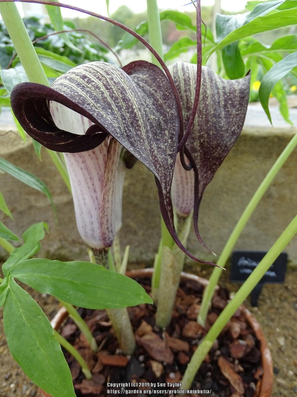 Urashima-so (Arisaema thunbergii subsp. urashima) in the Arisaemas ...