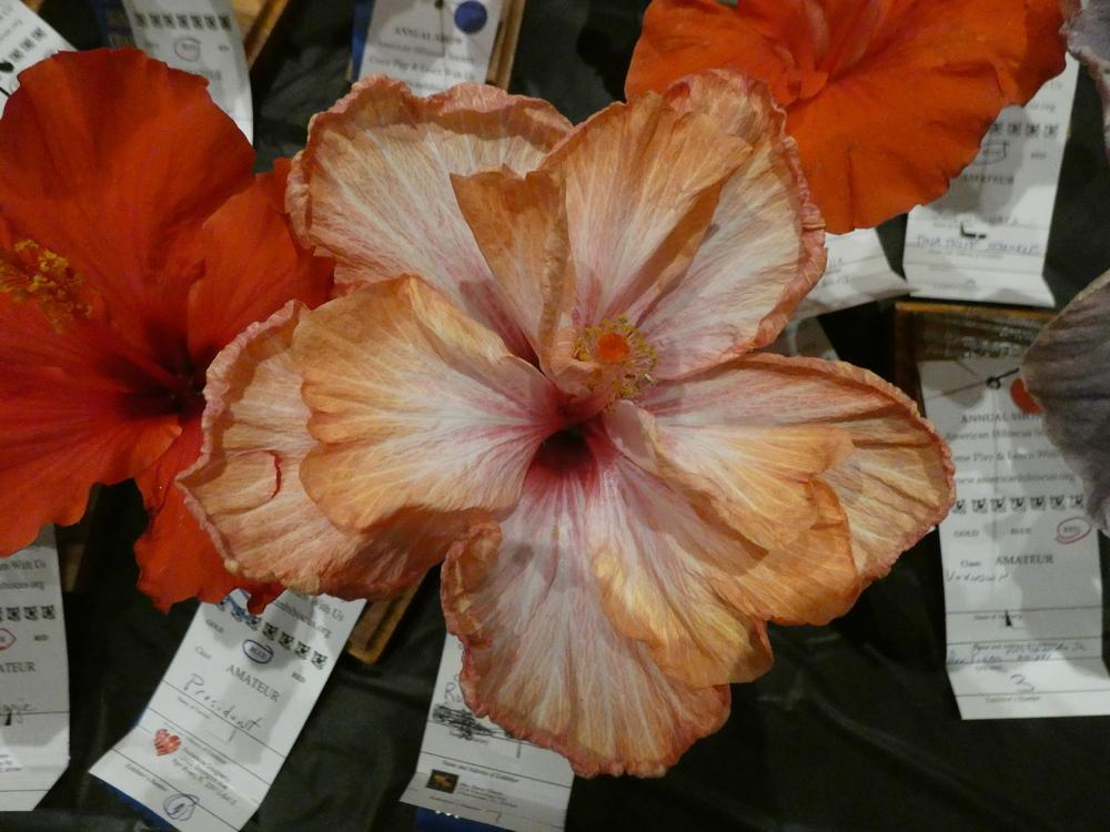 Tropical Hibiscus (Hibiscus rosa-sinensis 'Rum Rascal') in the Tropical ...