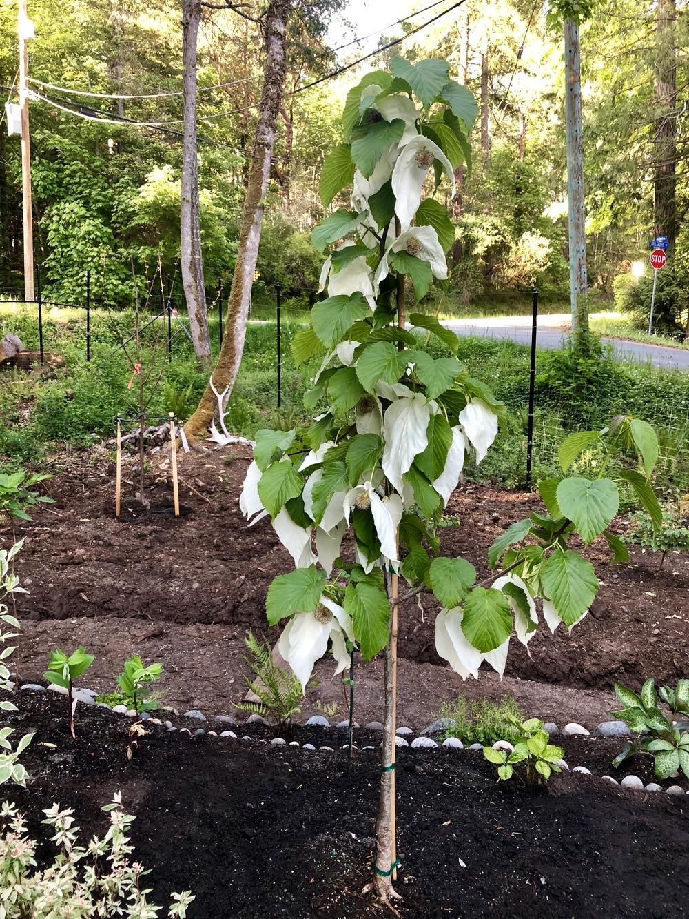 Photo of the entire plant of Dove Tree (Davidia involucrata 'Sonoma ...