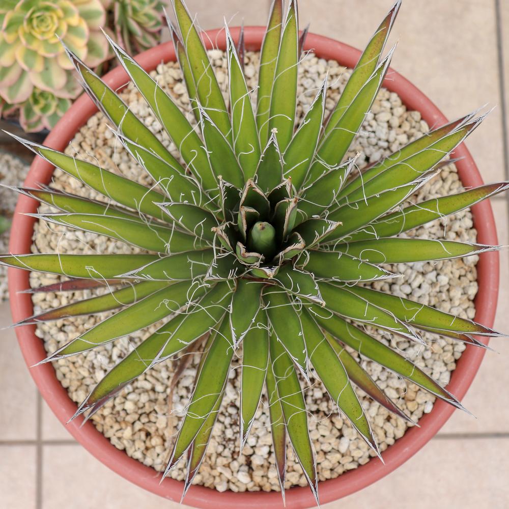 Datilillo (Yucca valida) - Garden.org