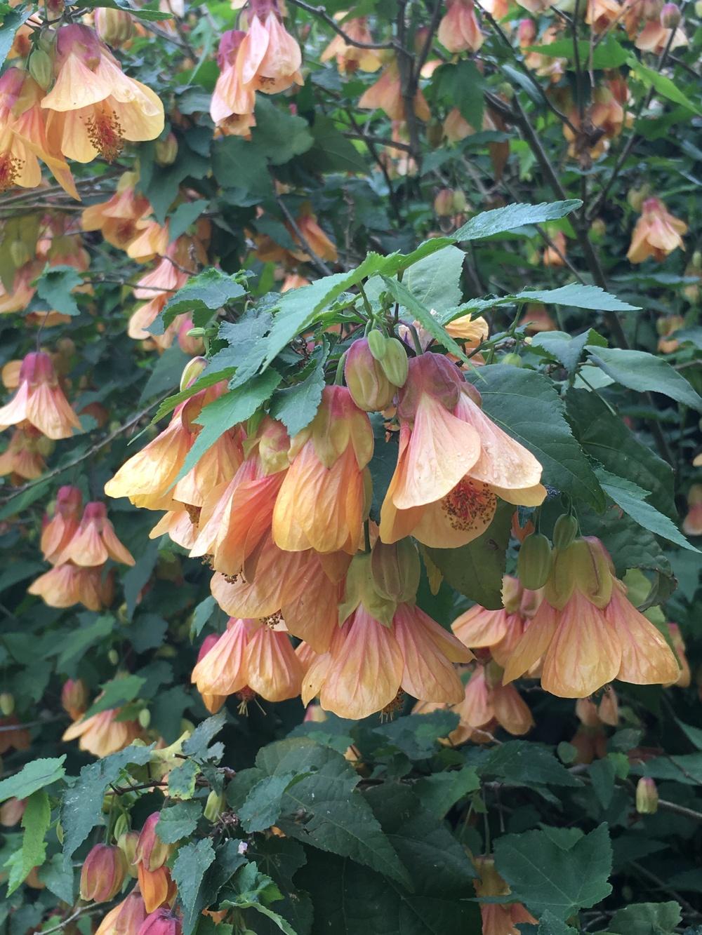 Abutilons: Plant Care and Collection of Varieties - Garden.org