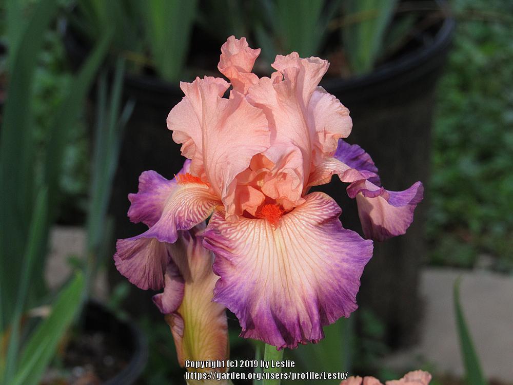 Tall Bearded Iris (Iris 'Path to Heaven') in the Irises Database ...