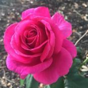 Rose (Rosa 'Miranda Lambert') in the Roses Database - Garden.org