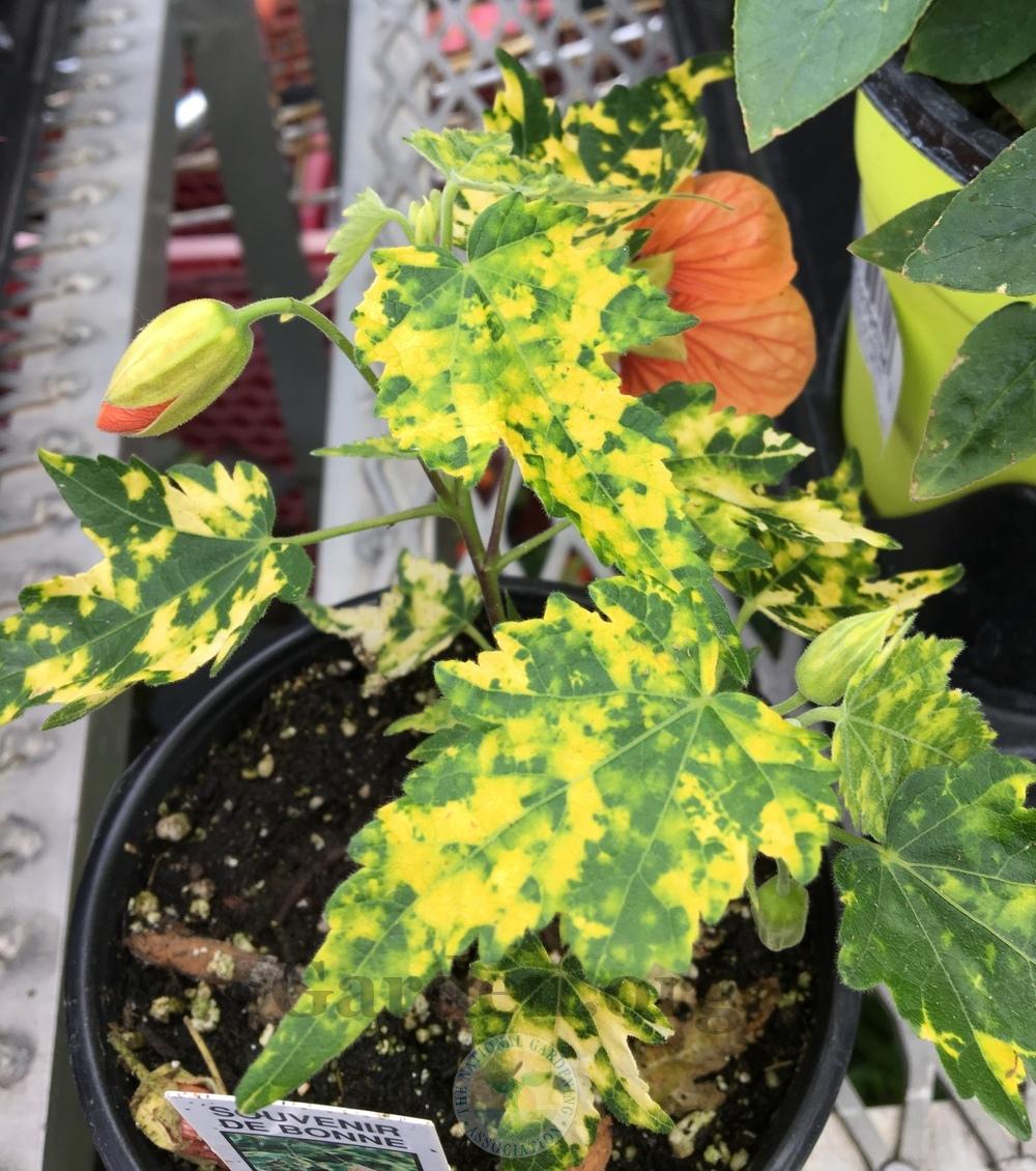 Abutilons: Plant Care and Collection of Varieties - Garden.org