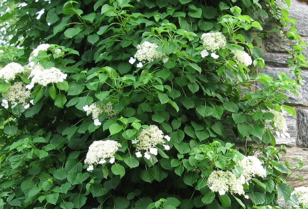 Photo of the bloom of Climbing Hydrangea (Hydrangea anomala subsp ...
