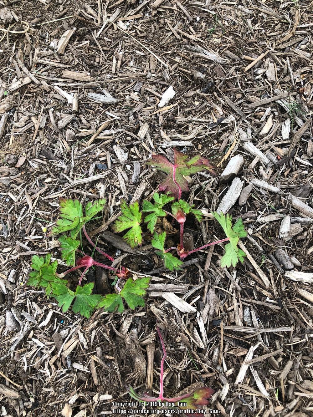 Rozanne Geranium/Mums turning Purple Red in the Ask a Question forum ...