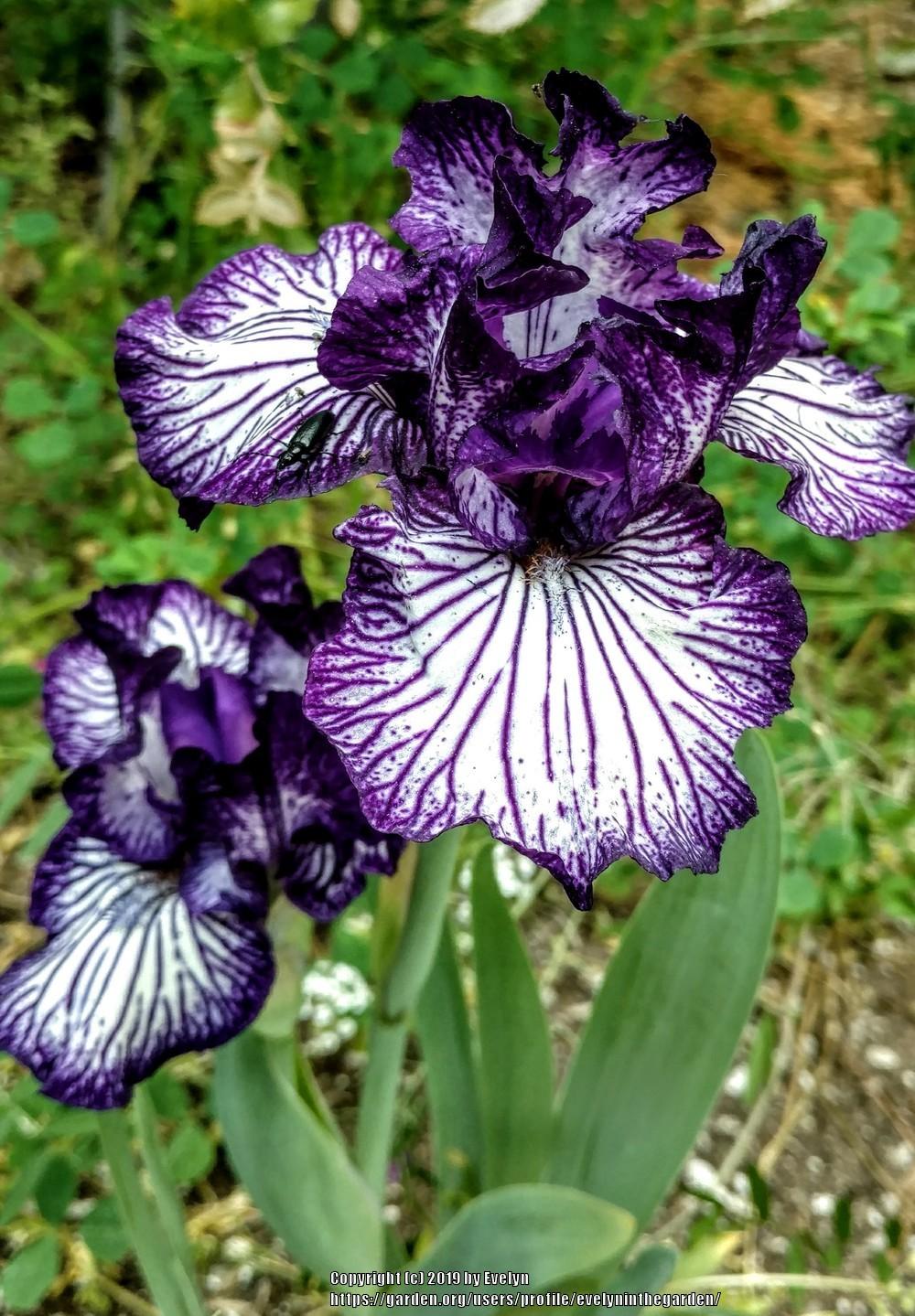Photo of the bloom of Intermediate Bearded Iris (Iris 'Line Drive ...