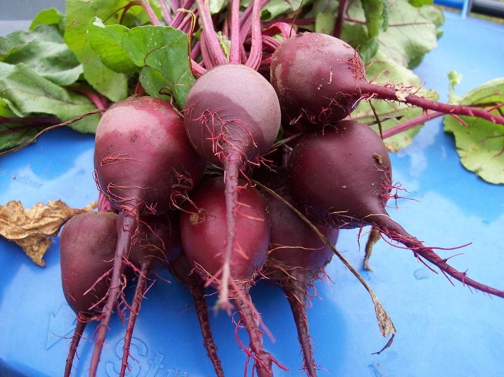 Beets: Plant Care and Collection of Varieties - Garden.org