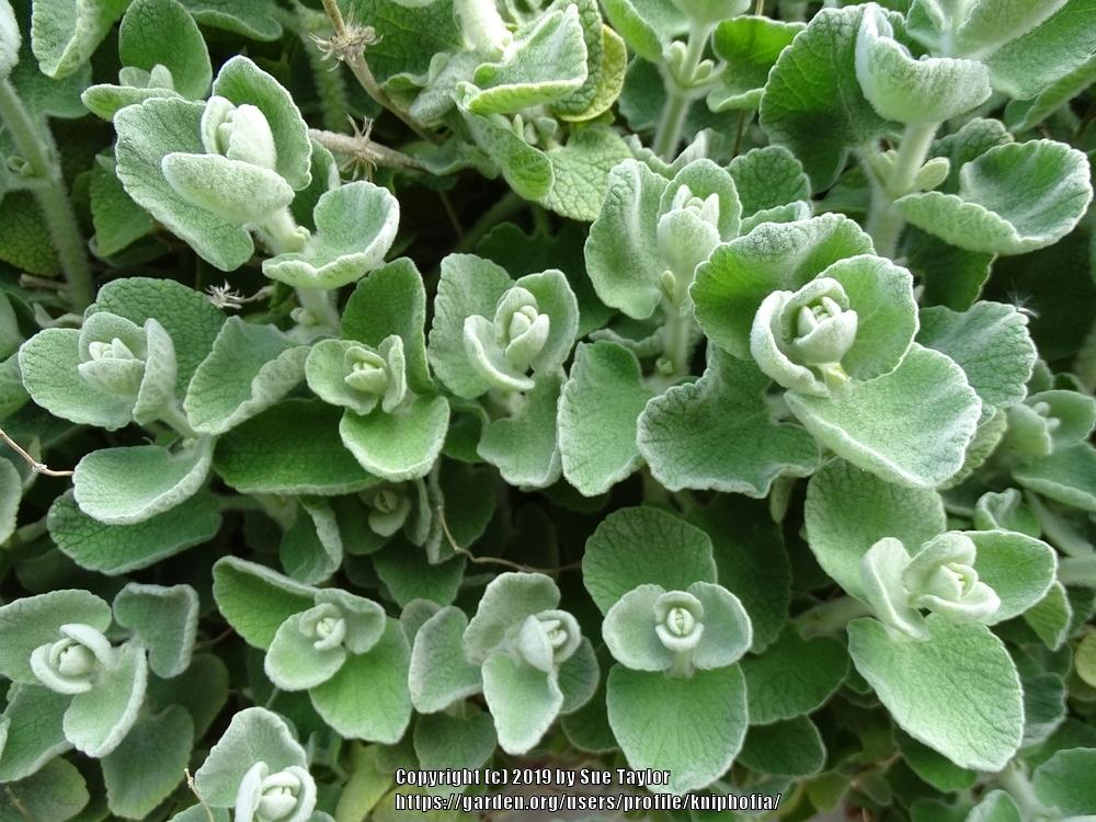 Grecian Horehound (Pseudodictamnus mediterraneus) - Garden.org