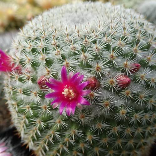 Caca de Burro (Mammillaria haageana) in the Mammillarias Database ...