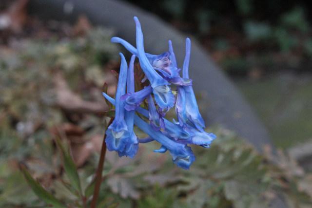 Blue Corydalis (Corydalis flexuosa) - Garden.org