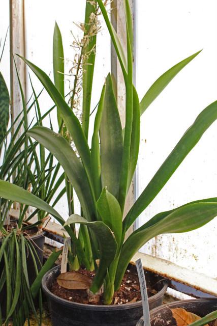 Twig Dragon Tree (Dracaena elliptica) - Garden.org