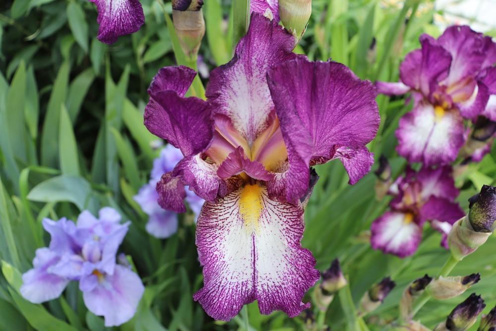 Tall Bearded Iris (Iris 'Autumn Encore') in the Irises Database ...