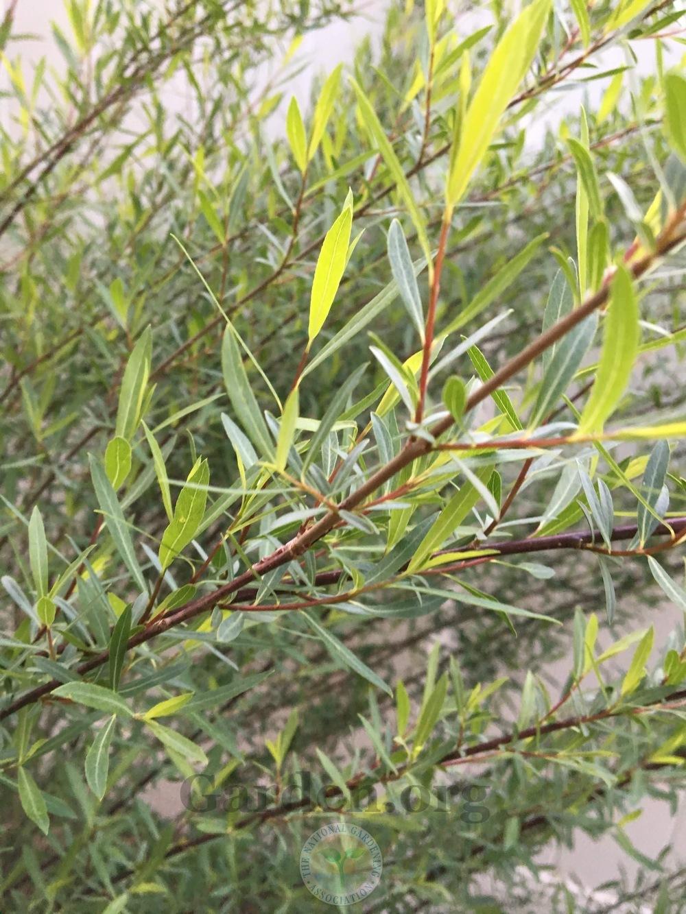 Dwarf Blue Arctic Willow (Salix purpurea 'Nana') - Garden.org