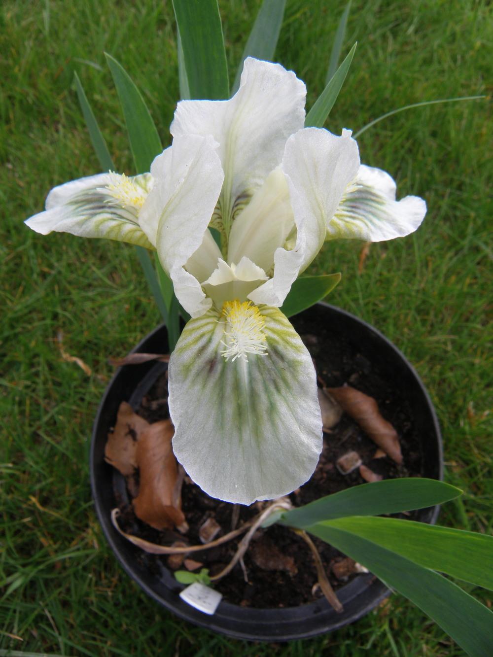 Standard Dwarf Bearded Iris (Iris 'Green Spot') in the Irises Database ...