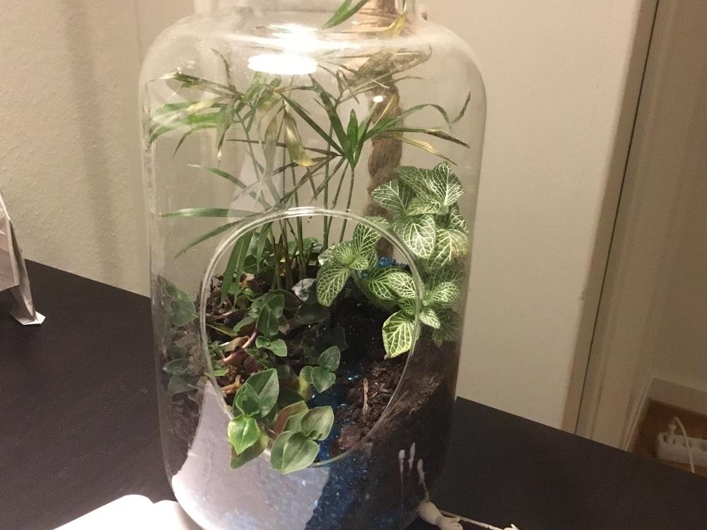 Parlour palm-terrarium in the Ask a Question forum - Garden.org