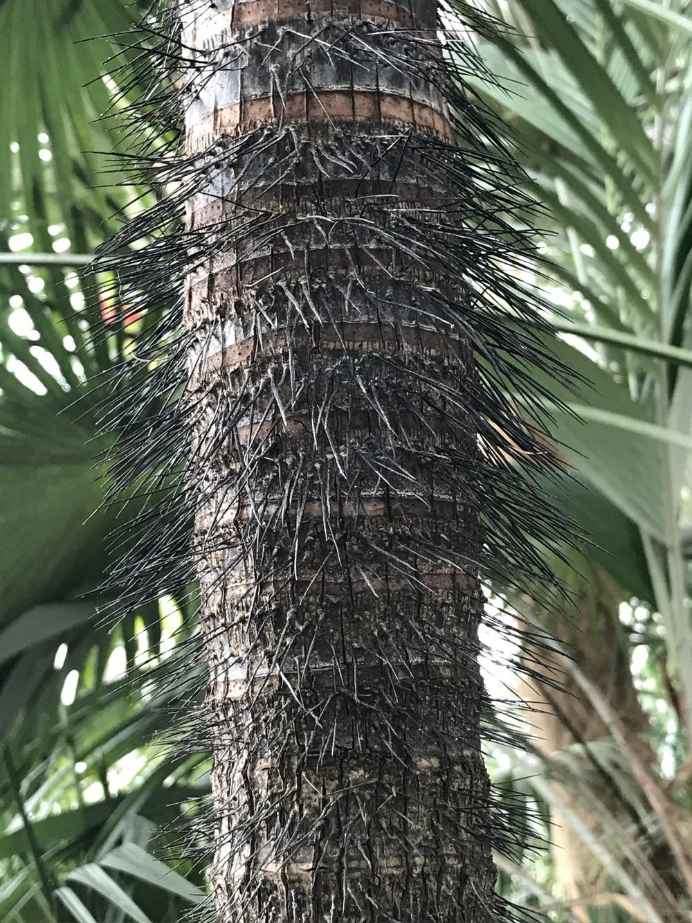 Seychelles Stilt Palm (Verschaffeltia splendida) - Garden.org