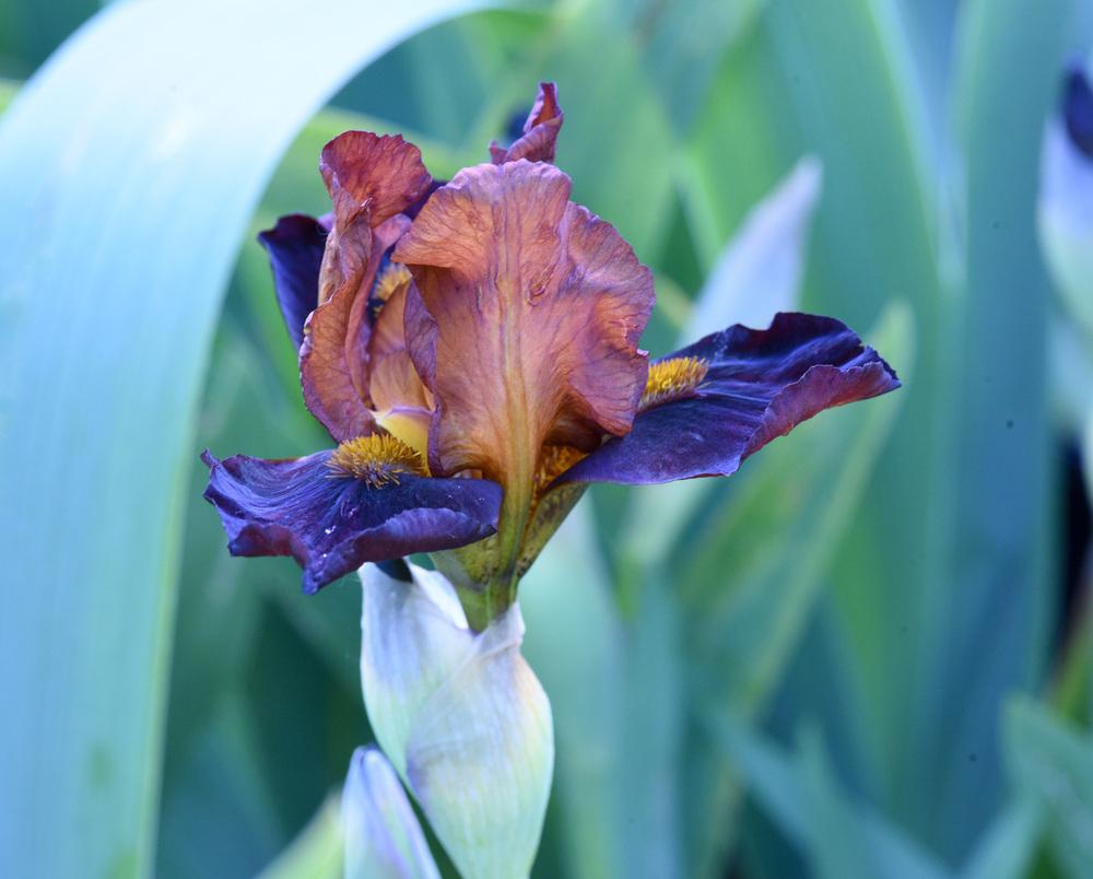 Intermediate Bearded Iris (Iris 'Brandy Snap') in the Irises Database ...