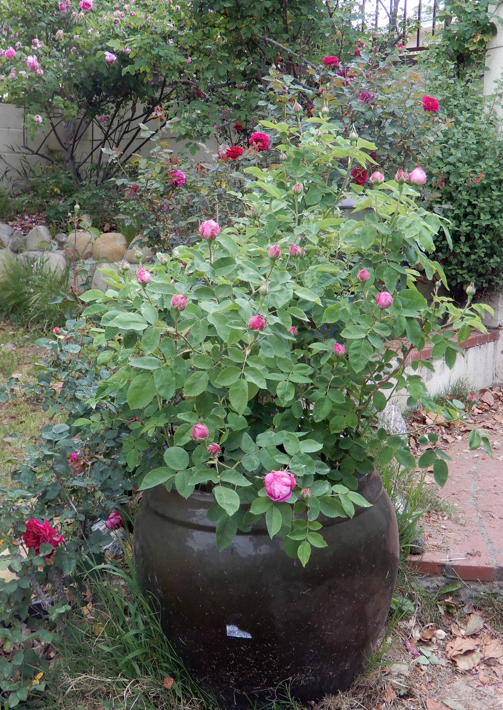 Growing climbing roses in containers in the Roses forum - Garden.org