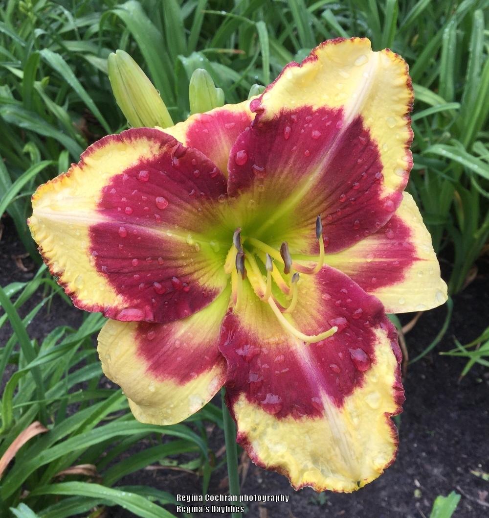 Daylily (Hemerocallis 'Lillian's Deceitful Lies') in the Daylilies ...