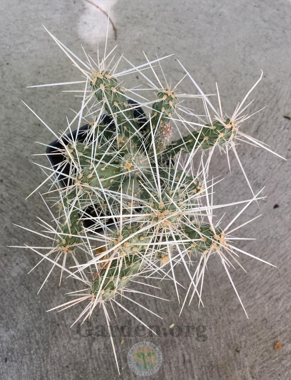 Photo of the seedling or young plant of Whipple's Cholla ...